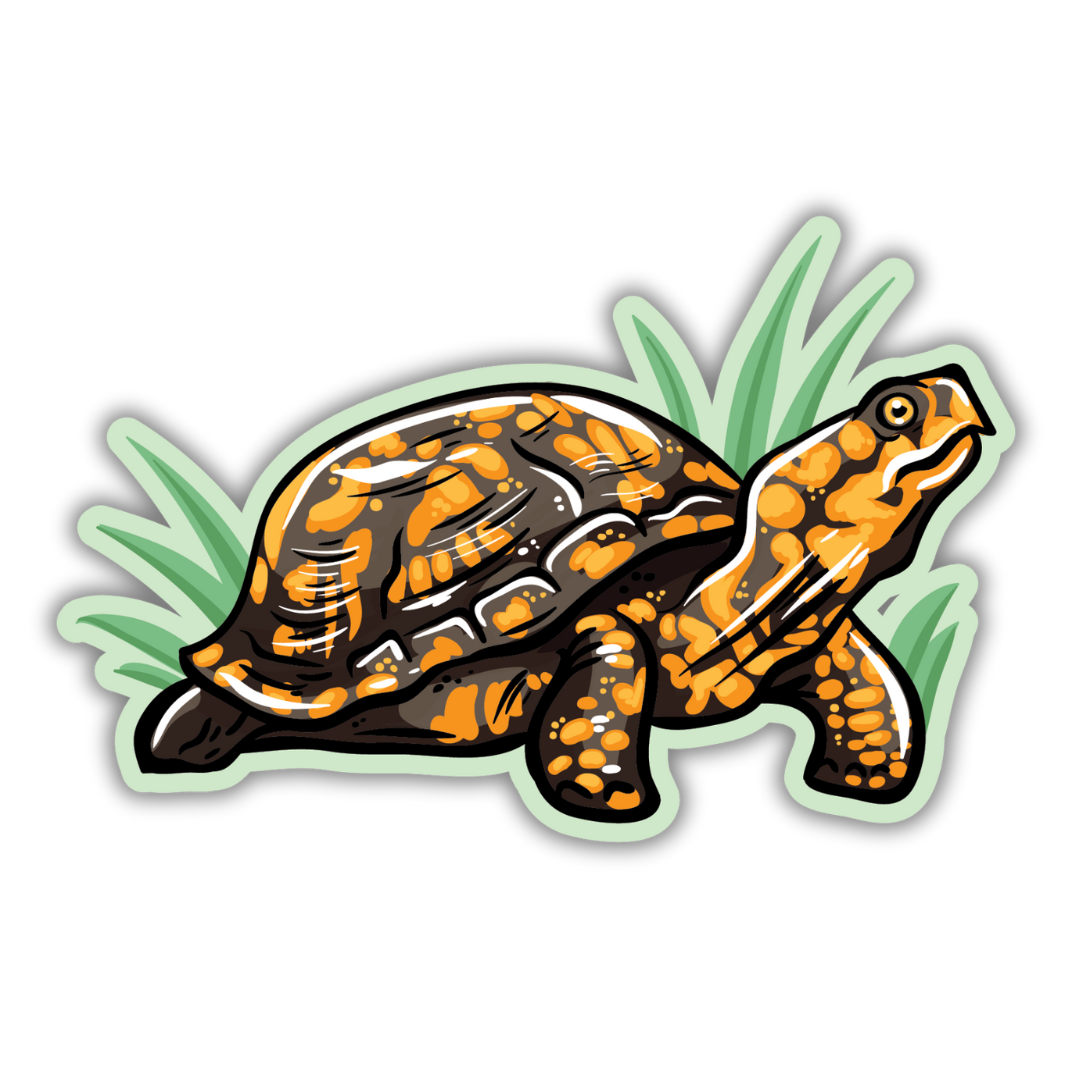 Box Turtle - Sticker – The West Virginia Company